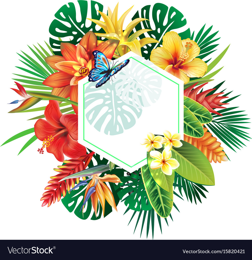 Banner from tropical plants Royalty Free Vector Image