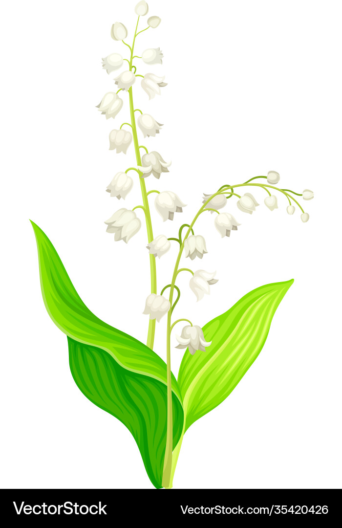Lily valley with pendent bell-shaped white Vector Image