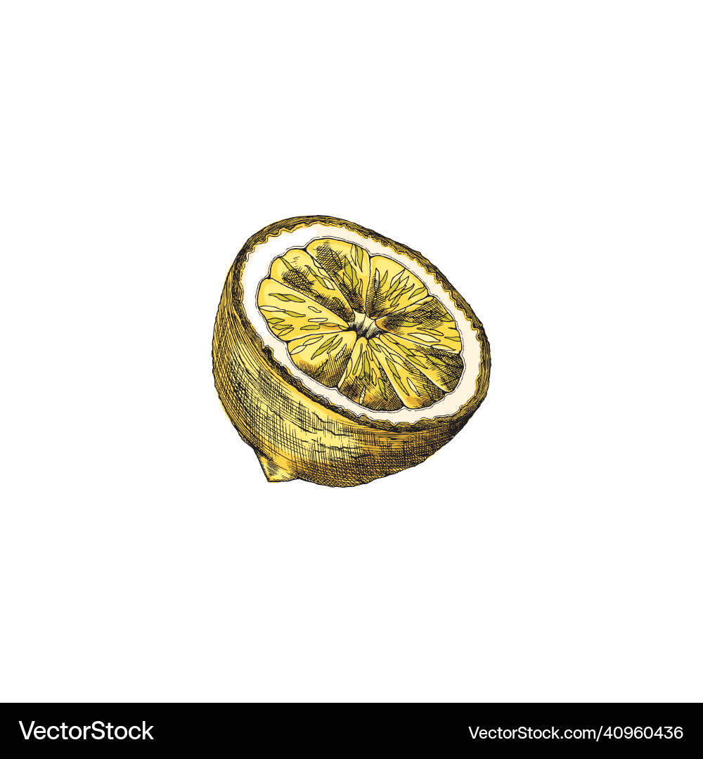 Hand drawn lemon cut in half in colored sketch Vector Image