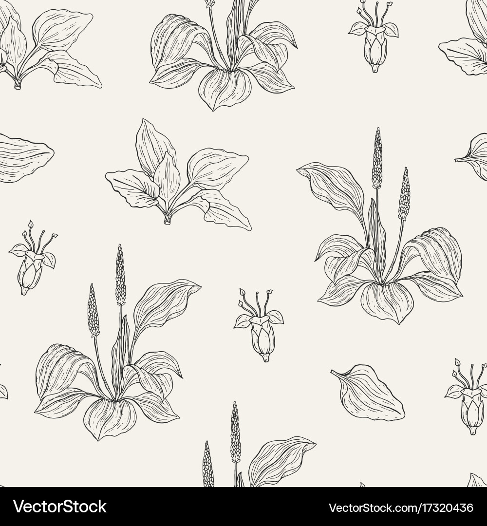 Natural seamless pattern with flowering plantains Vector Image