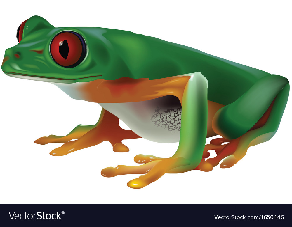 Tree Frog Royalty Free Vector Image - VectorStock Tree Frog Royalty Free Vector Image - VectorStock