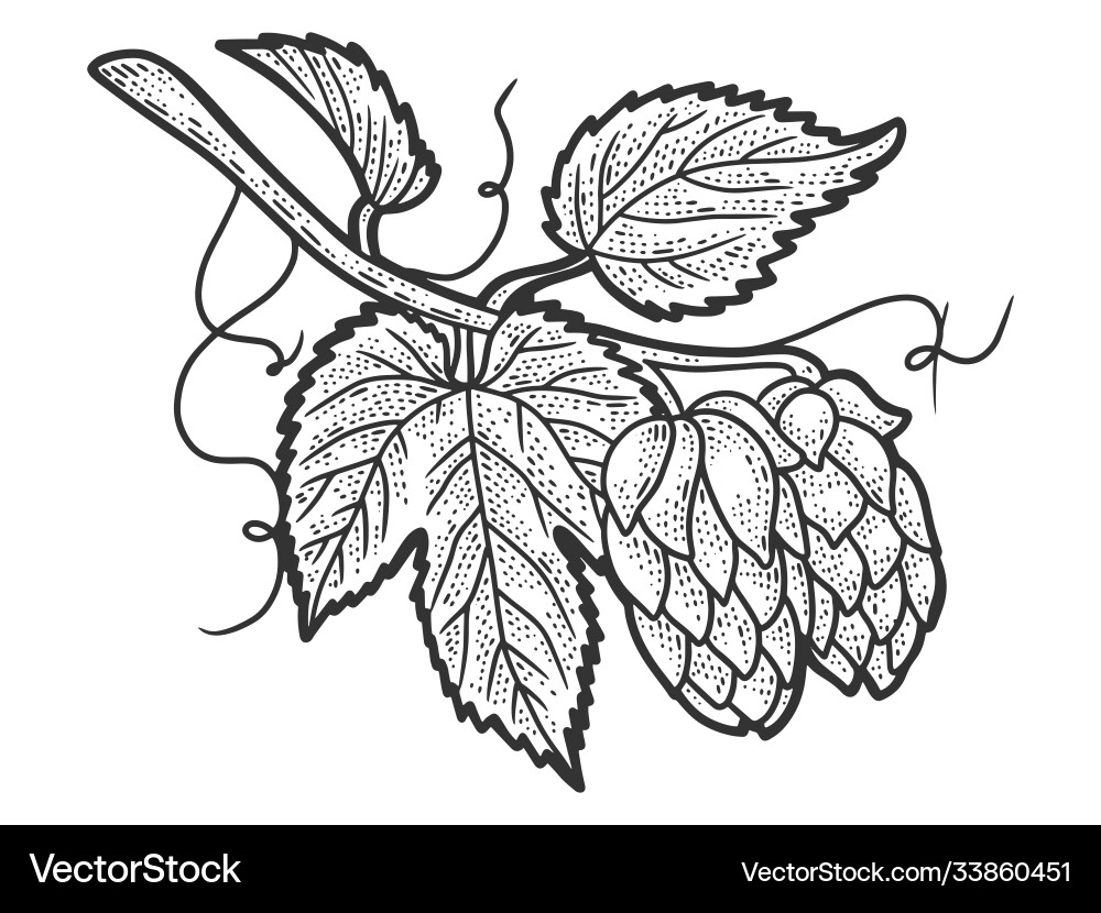 Hops plant sketch scratch board imitation black Vector Image