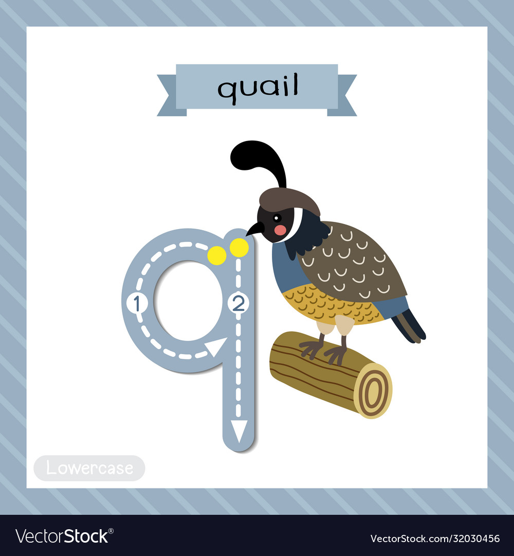 Letter q lowercase tracing quail bird perching Vector Image