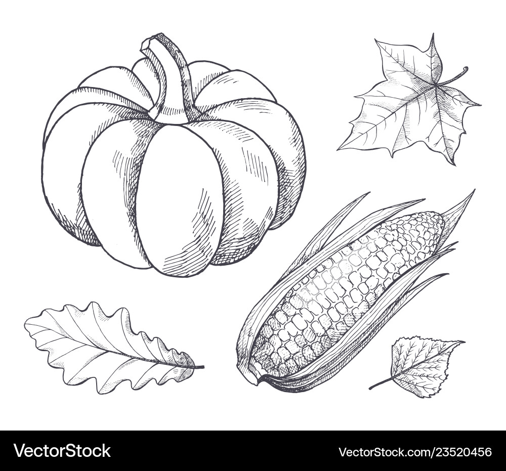Pumpkin and corn seeds sketches outline set Vector Image