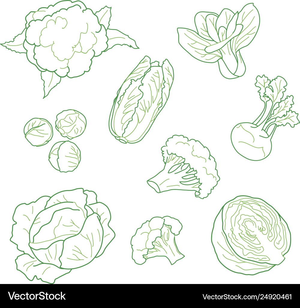 Cabbage vegetarian farm products set hand-drawn Vector Image
