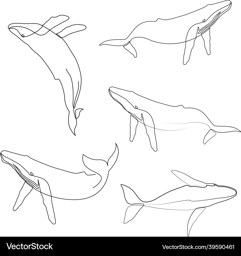 One line whale design silhouette collection hand Vector Image