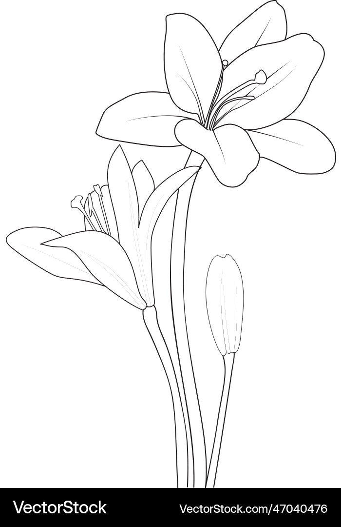 Easy lily flower drawing step by step for kids Vector Image