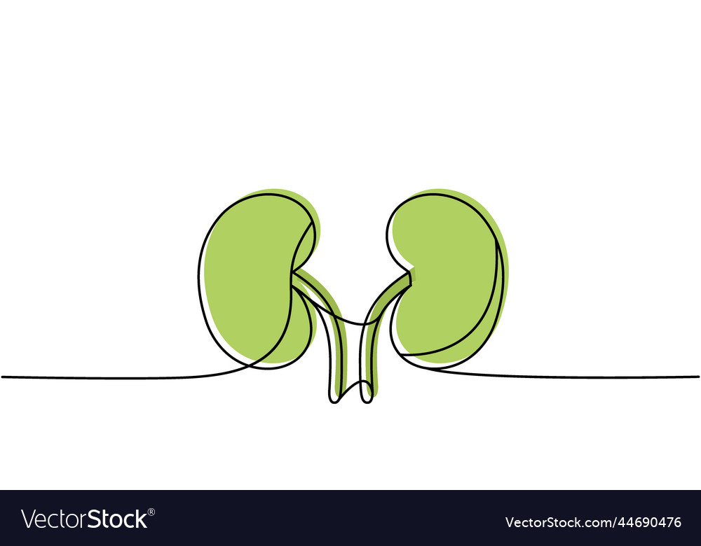 Human kidneys one line colored continuous drawing Vector Image