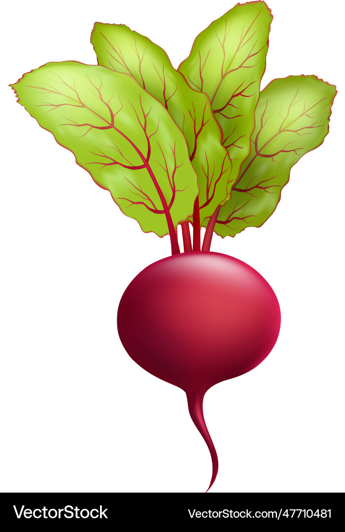 Cartoon fresh beetroot vegetable Royalty Free Vector Image