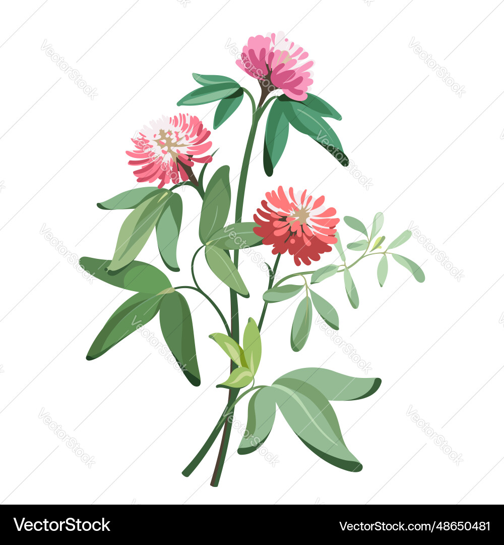 Flowers - pink clover on the white background Vector Image