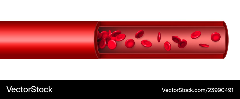 Creative of artery red blood Royalty Free Vector Image
