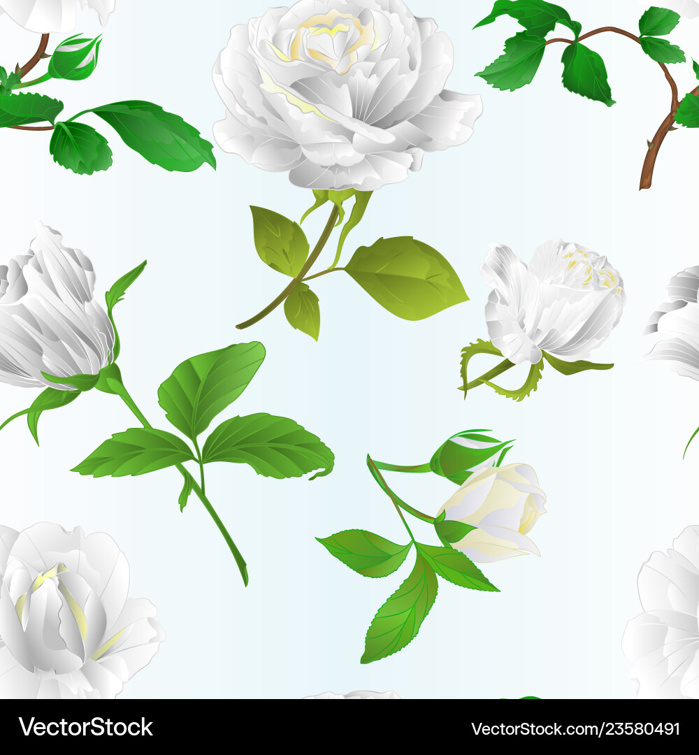 Seamless texture white roses with buds and leaves Vector Image