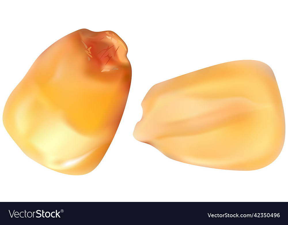 Two corn kernels Royalty Free Vector Image - VectorStock