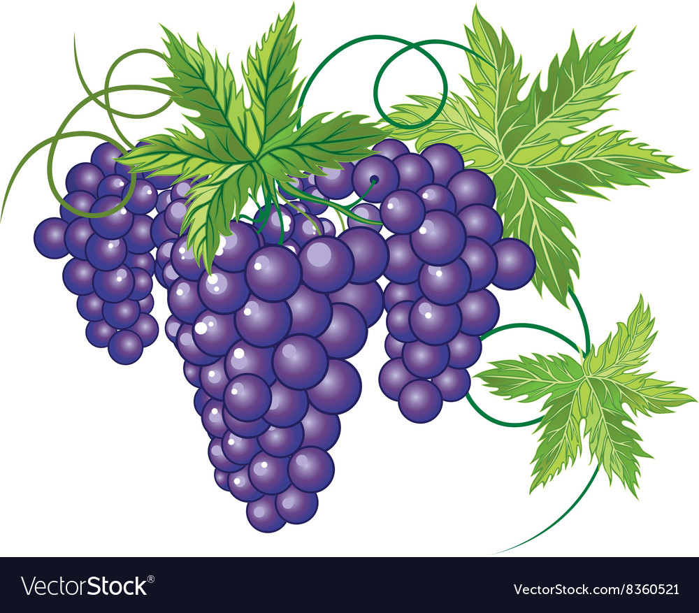 Grapevine Design Royalty Free Vector Image - VectorStock
