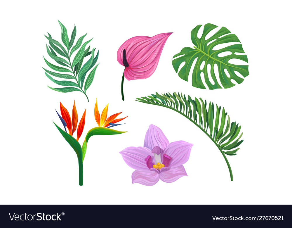 Tropical plants set different Royalty Free Vector Image