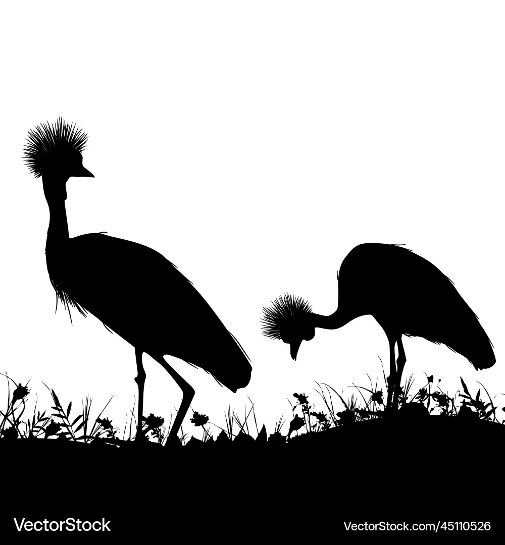 Couple grey crowned crane black crowned crane Vector Image