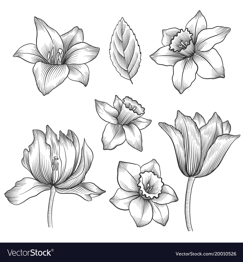 Vintage floral set Royalty Free Vector Image - VectorStock