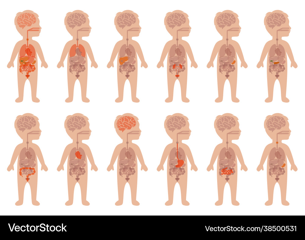 Child body anatomy Royalty Free Vector Image - VectorStock