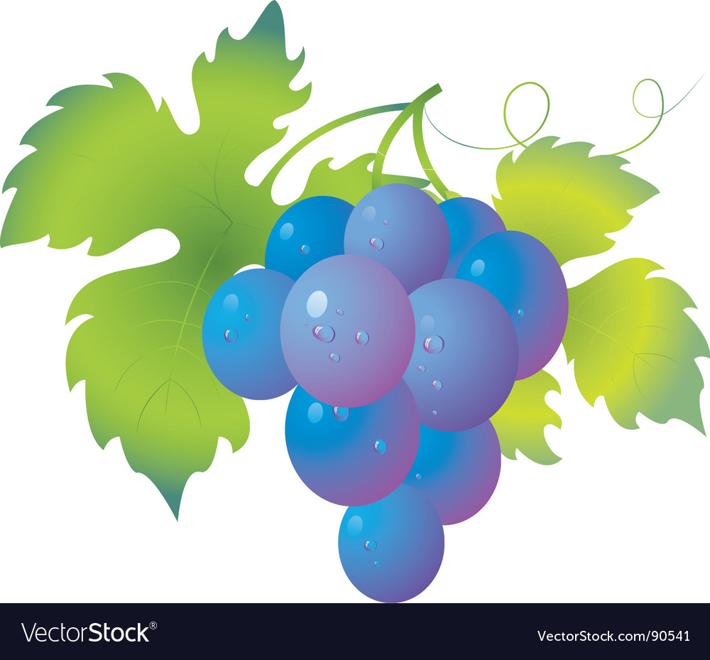 Grapes Royalty Free Vector Image - VectorStock