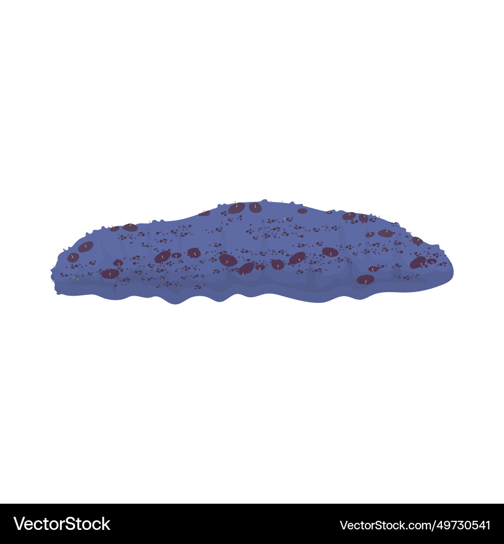 Isostichopus macroparentheses clarks sea cucumber Vector Image