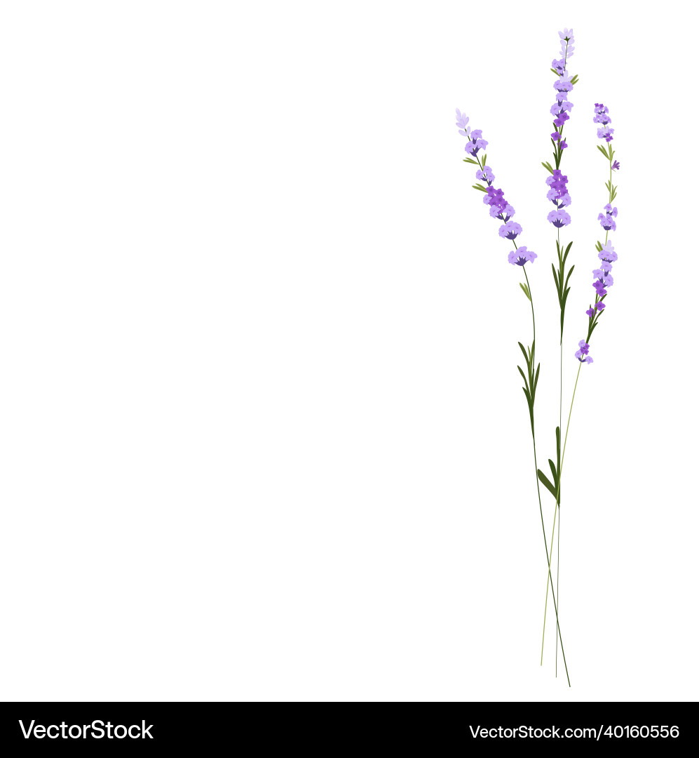 Lavender stock Royalty Free Vector Image - VectorStock