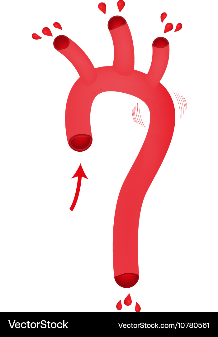 Aorta and aortic arch cartoon Royalty Free Vector Image