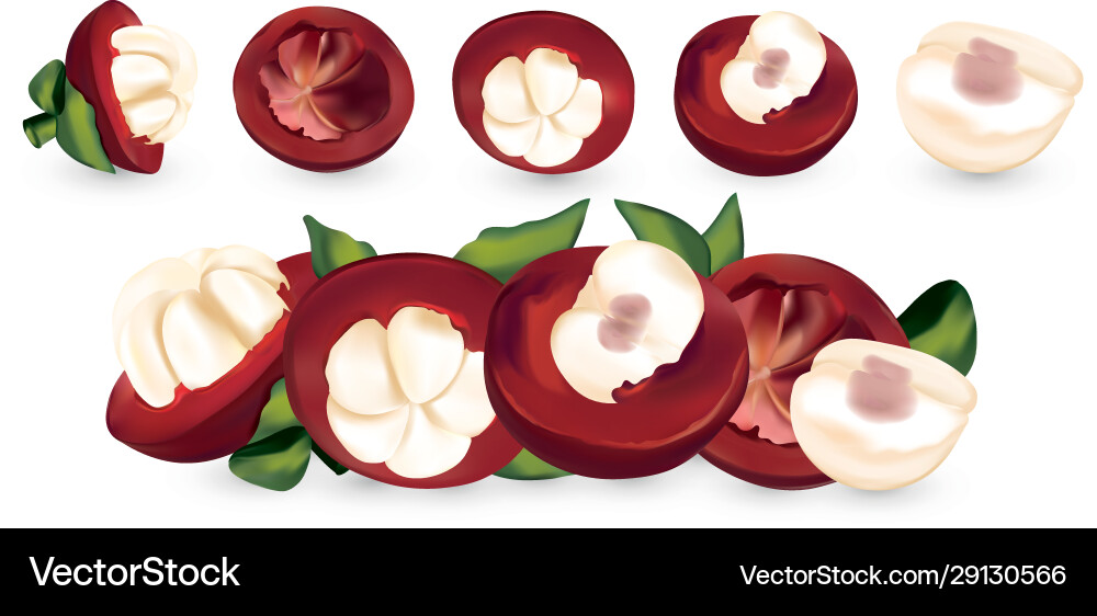 Fresh mangosteen isolated on white background Vector Image