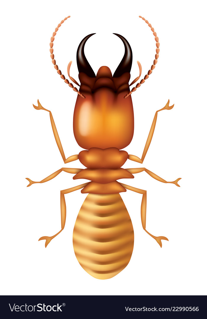 Termite Royalty Free Vector Image - VectorStock