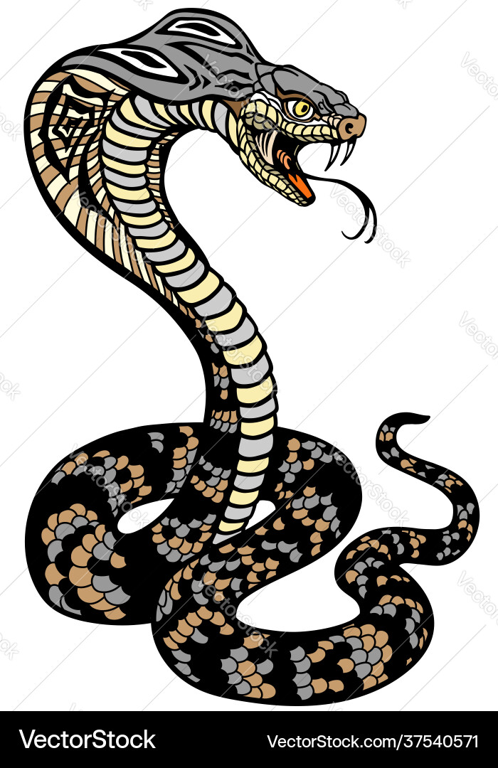 Cobra poisonous snake in a defensive position Vector Image