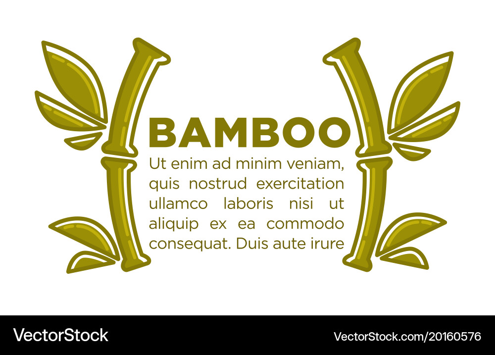 Bamboo poster design template of tropical Vector Image