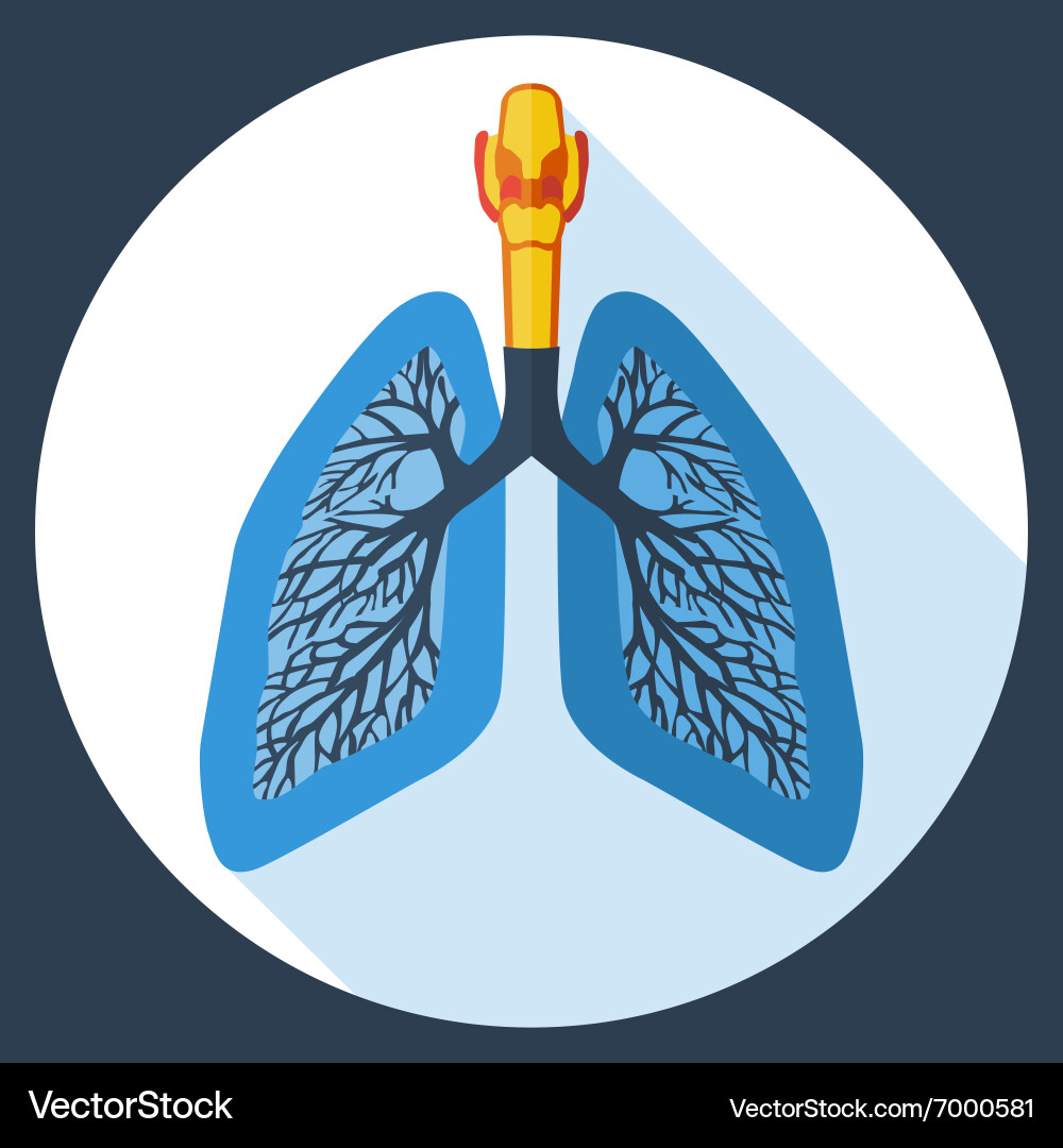 Flat design icon of human lungs Royalty Free Vector Image