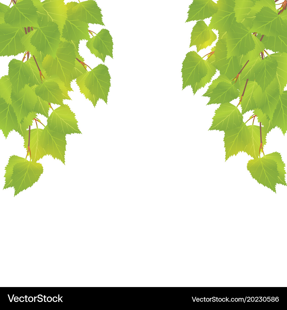 Branches of young birch tree with leaves Vector Image