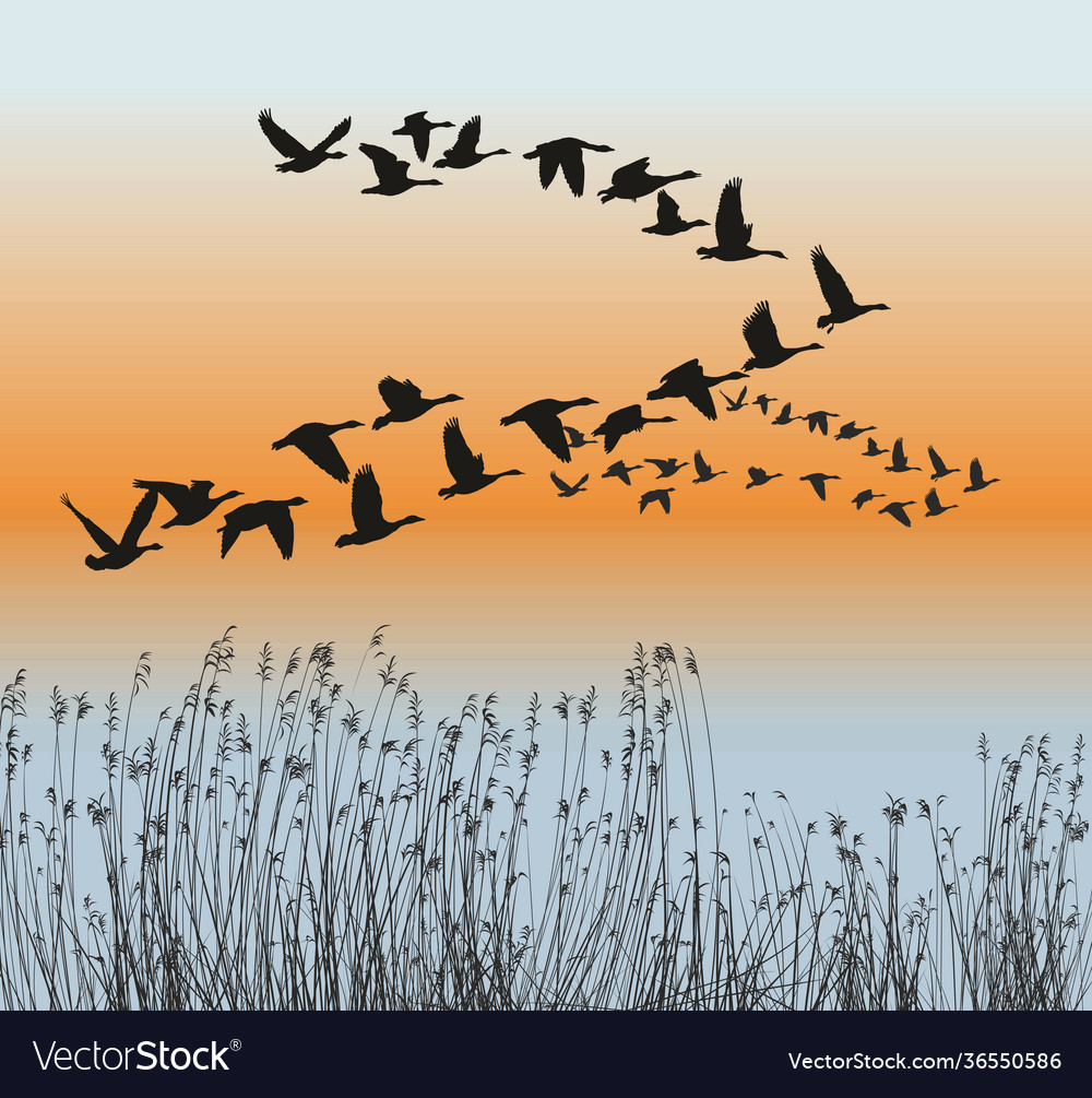 Spring goose migration Royalty Free Vector Image
