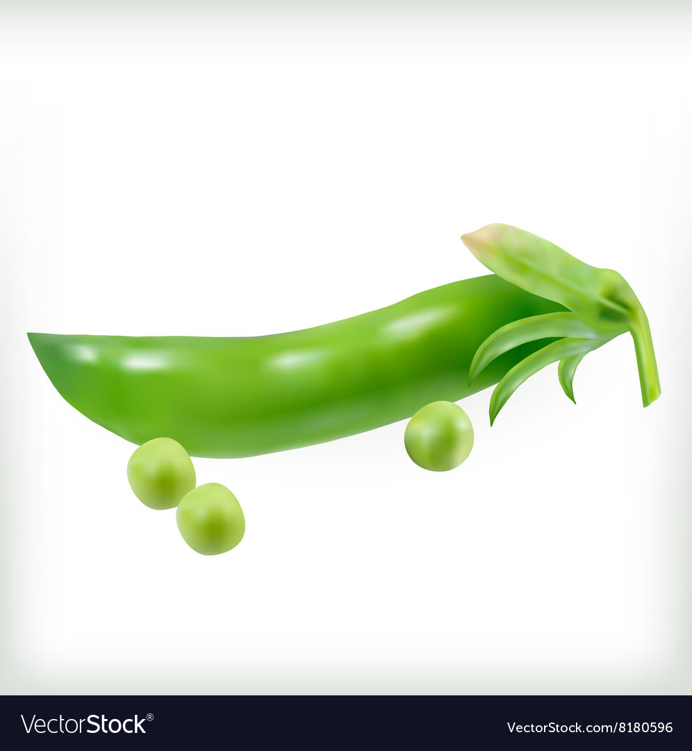 Pea pods on the white background Royalty Free Vector Image