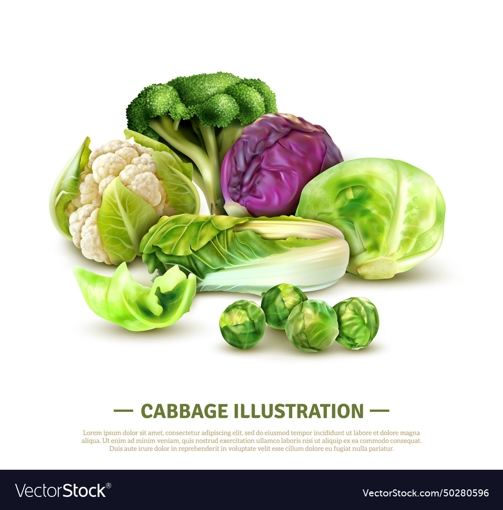 Realistic cabbage Royalty Free Vector Image - VectorStock