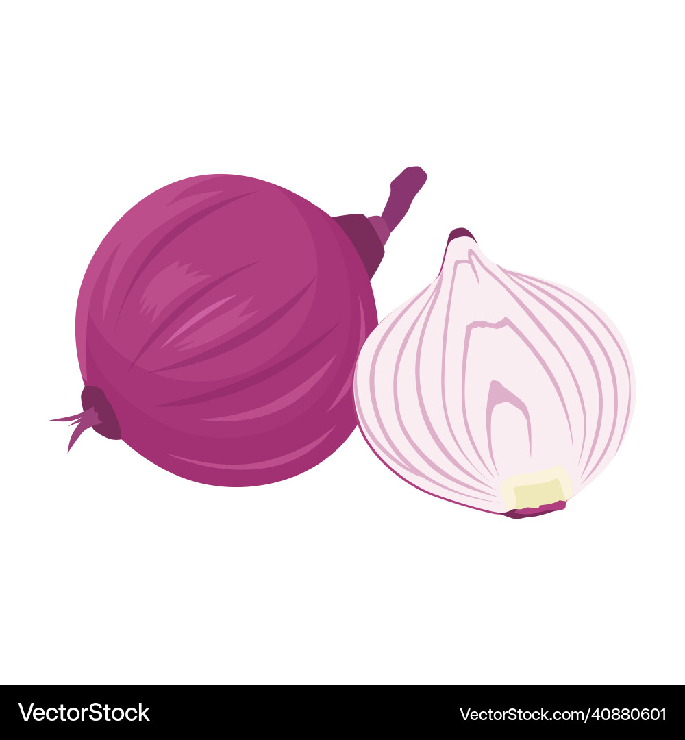 Flat of onion isolated on white background Vector Image