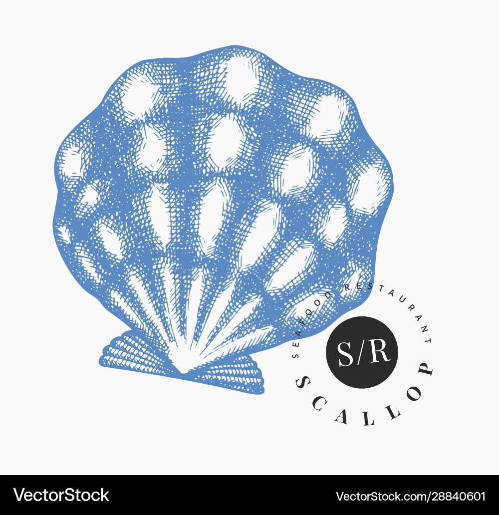 Scallop hand drawn seafood engraved style Vector Image