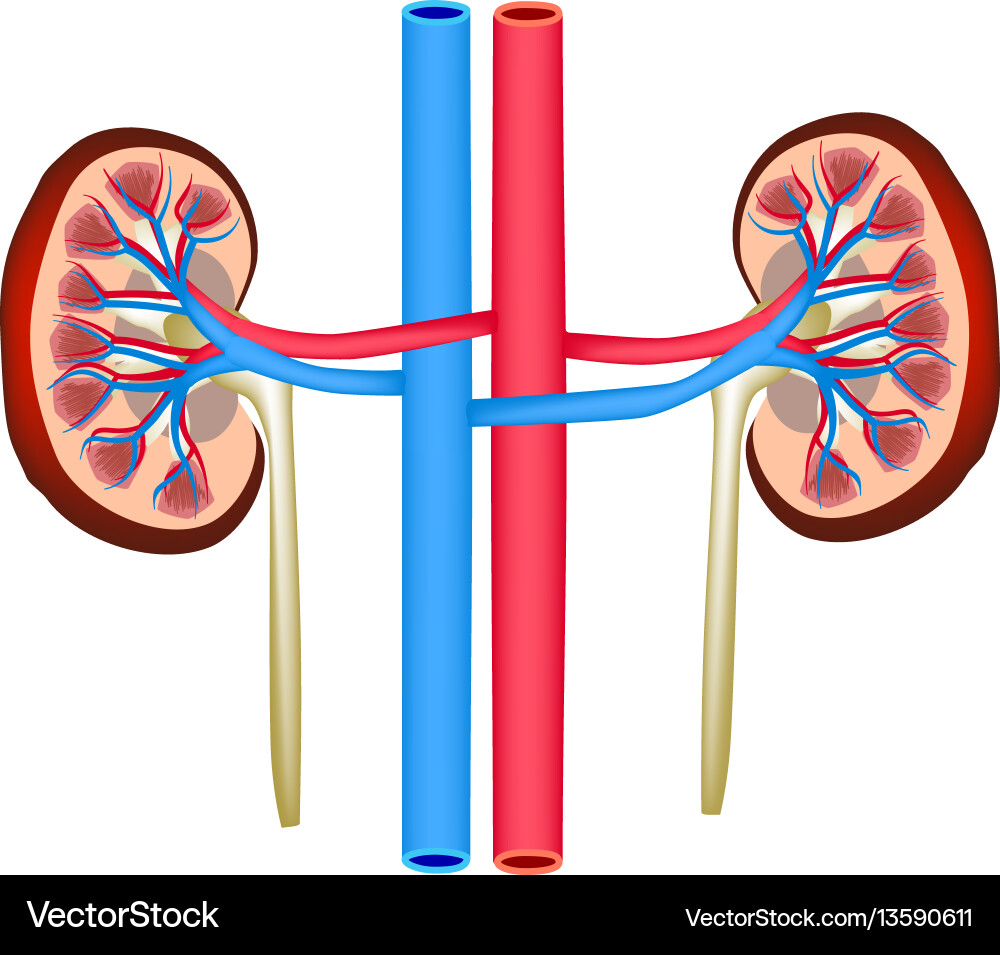 Structure of kidneys on isolated background Vector Image