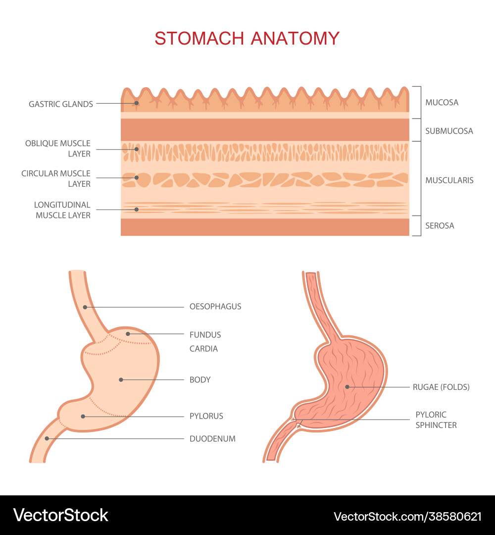 Human stomach anatomy Royalty Free Vector Image