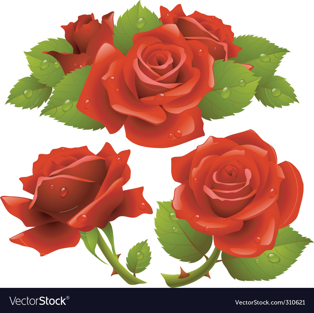 Roses collection Royalty Free Vector Image - VectorStock