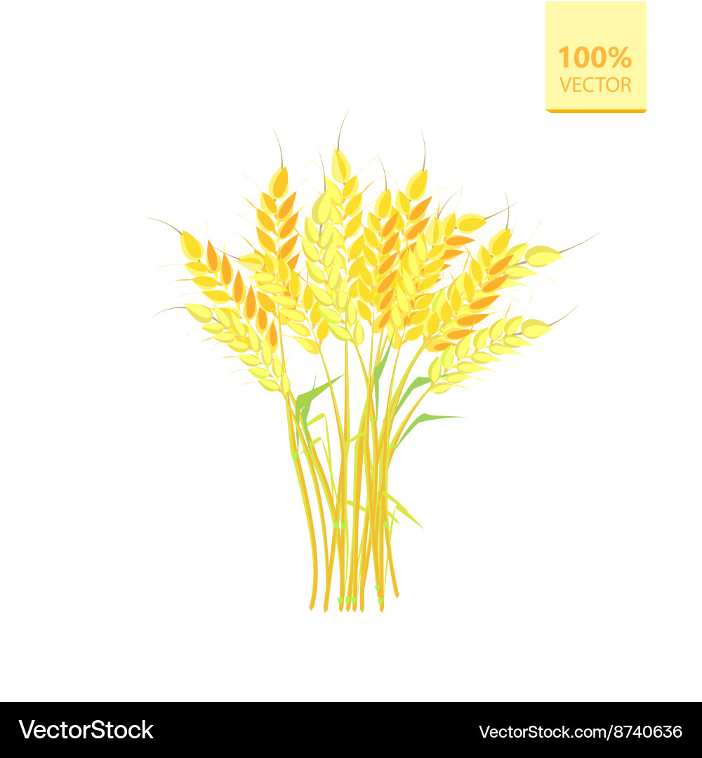 Agriculture grain sheaf of wheat Royalty Free Vector Image