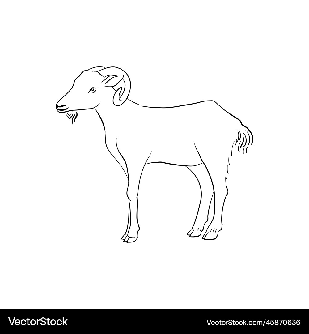 Drawing goat domestic animal Royalty Free Vector Image
