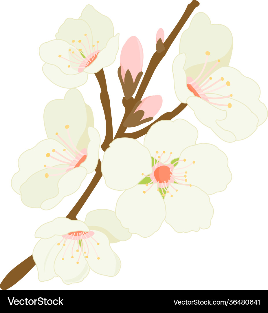 Blossoming almond tree branch with flowers Vector Image