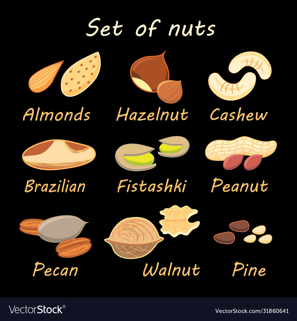 Set collection various nuts Royalty Free Vector Image