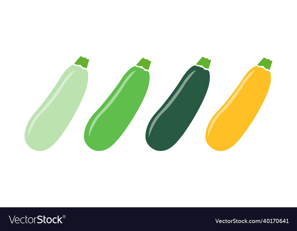Zucchini3 Royalty Free Vector Image - VectorStock