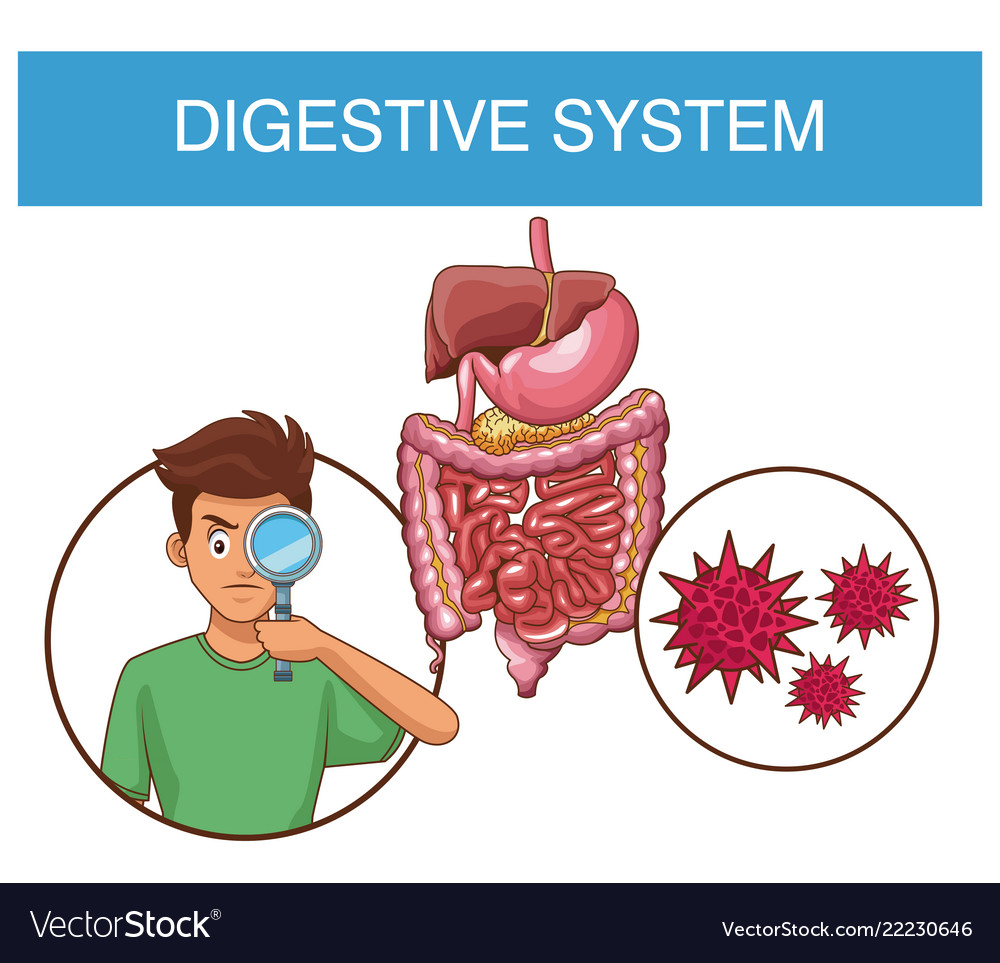 Digestive system concept Royalty Free Vector Image