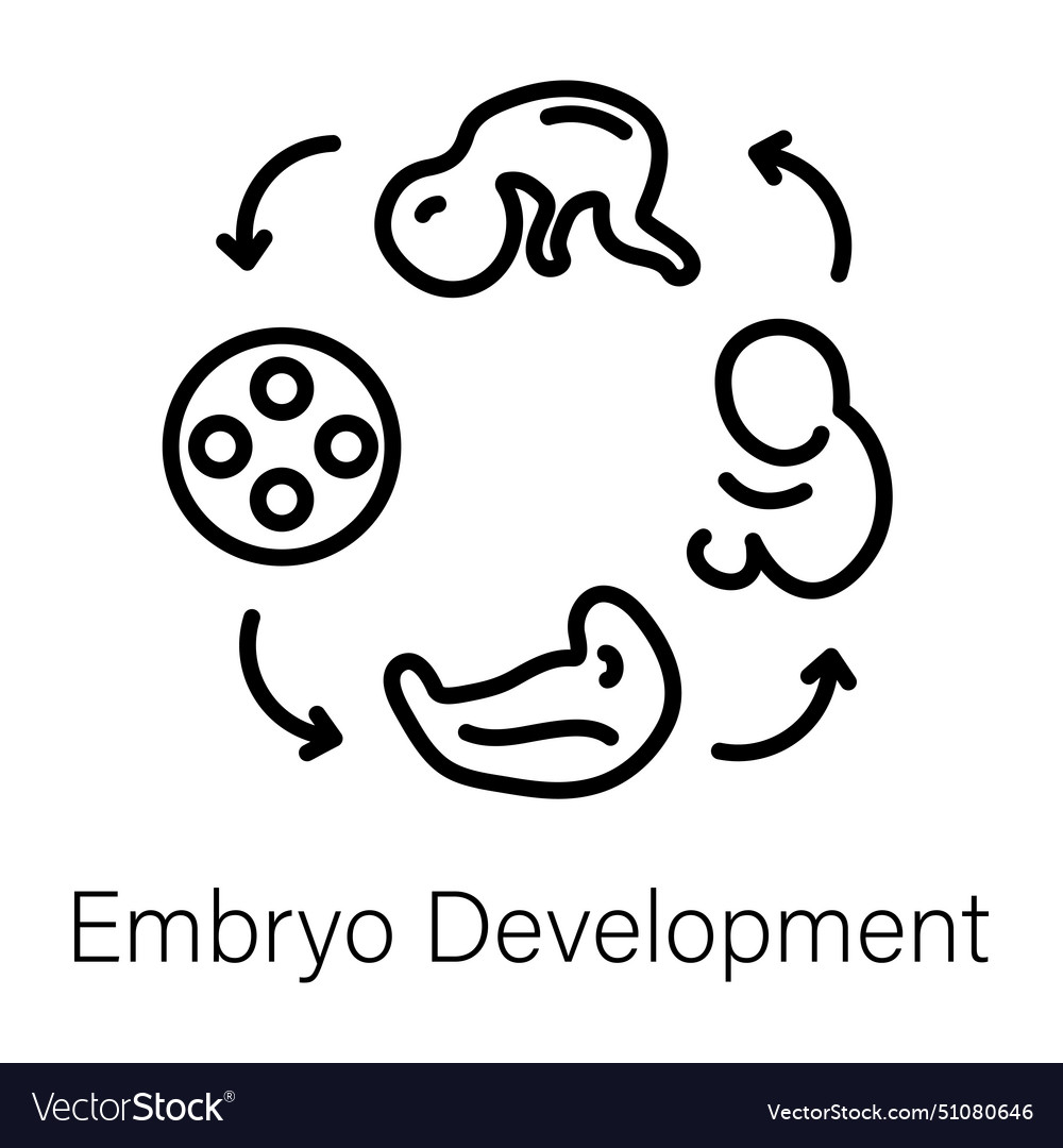 Embryo development Royalty Free Vector Image - VectorStock