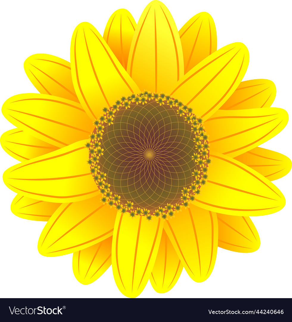 Sunflower Royalty Free Vector Image - VectorStock