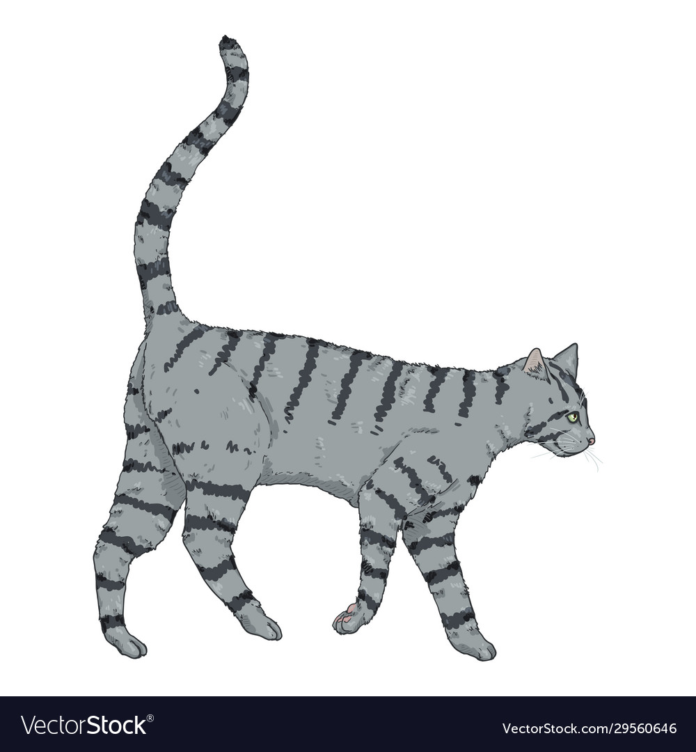 Walking gray striped cat Royalty Free Vector Image