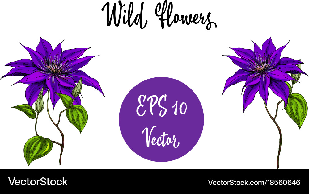 Wild flowers collection Royalty Free Vector Image